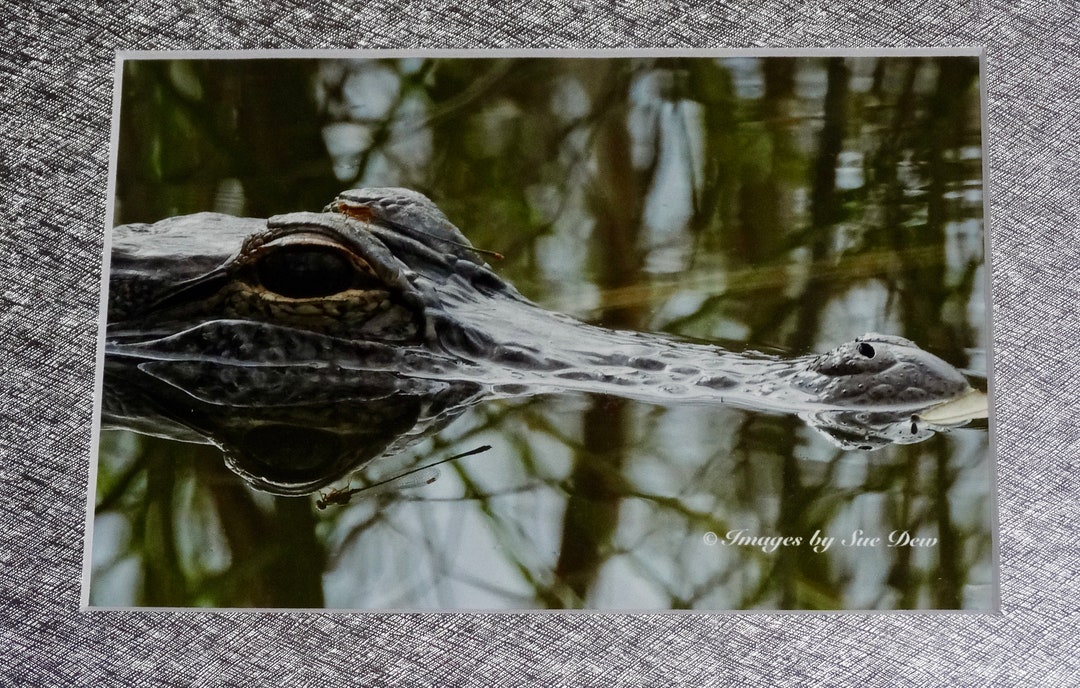 Alligator Photography Florida "reflection" Baby Gator 5x7 Photo in 8x10 ...