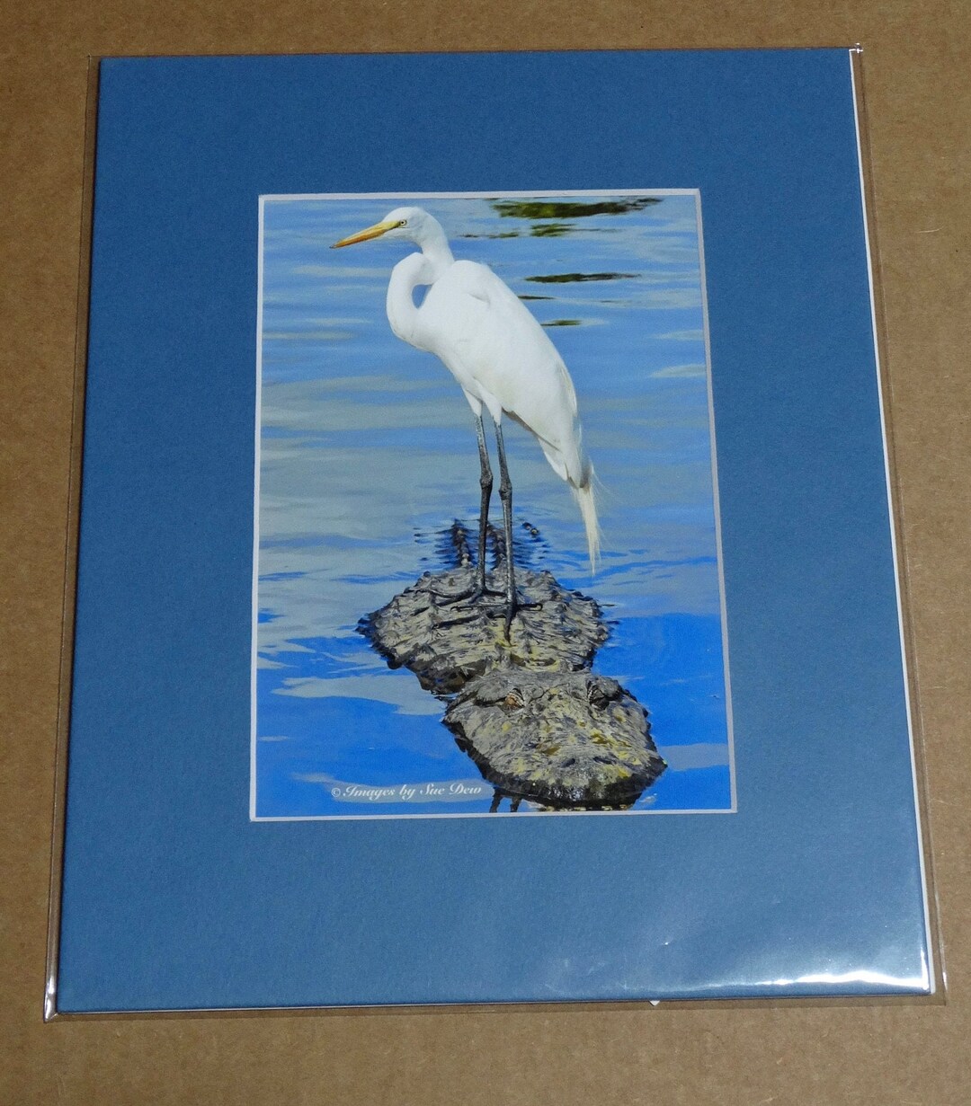 Bird/gator Photography Florida "free Ride" Bird Riding Gator 5x7 Photo ...