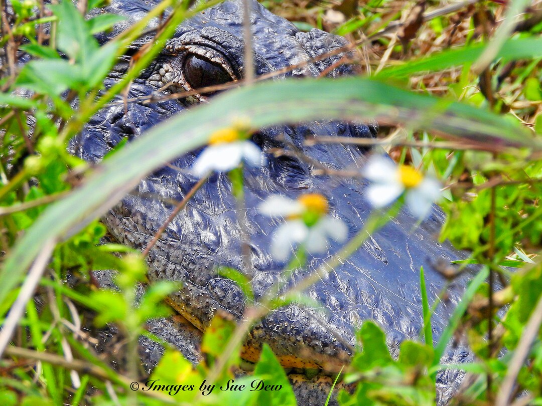 Alligator Photography Florida "hiding" Baby Gator 5x7 Photo in 8x10 ...