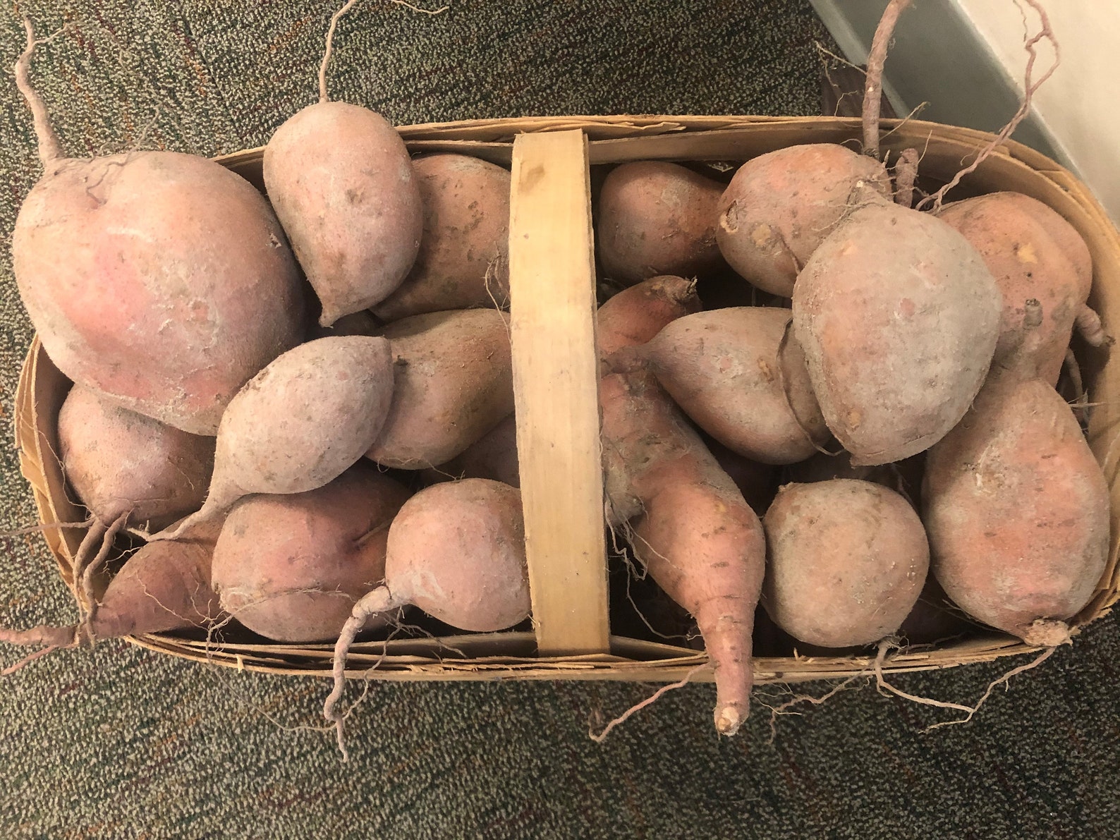 2lbs Covington Certified Organic Sweet Potatoes | Etsy