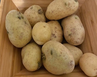 ORGANIC Yukon Gold Seed Potatoes Yellow Potato Solanum Tuberosum Unique Garden Gardening Gift ...