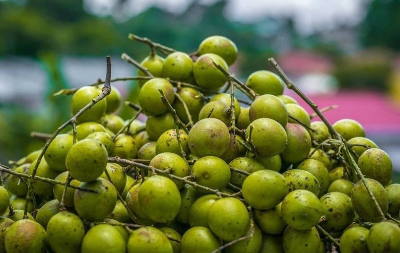 Organic Guinep Seedling Plant Taste of the Island Fruit of | Etsy