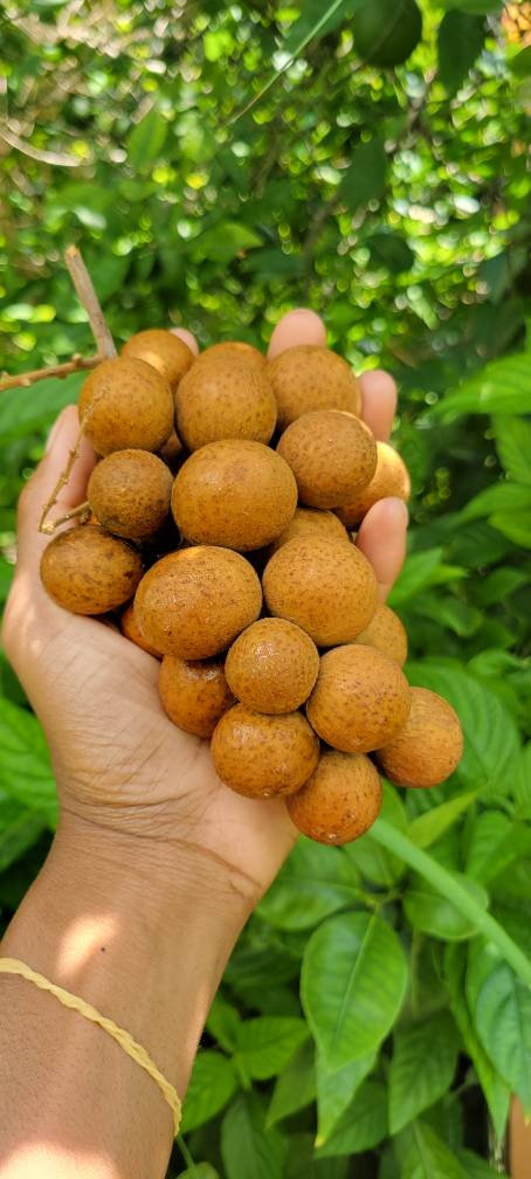 Longan Seed, Longan, Exotic Fruit, 5 Seed - Etsy