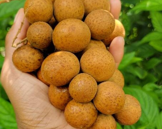 This item is unavailable | Etsy