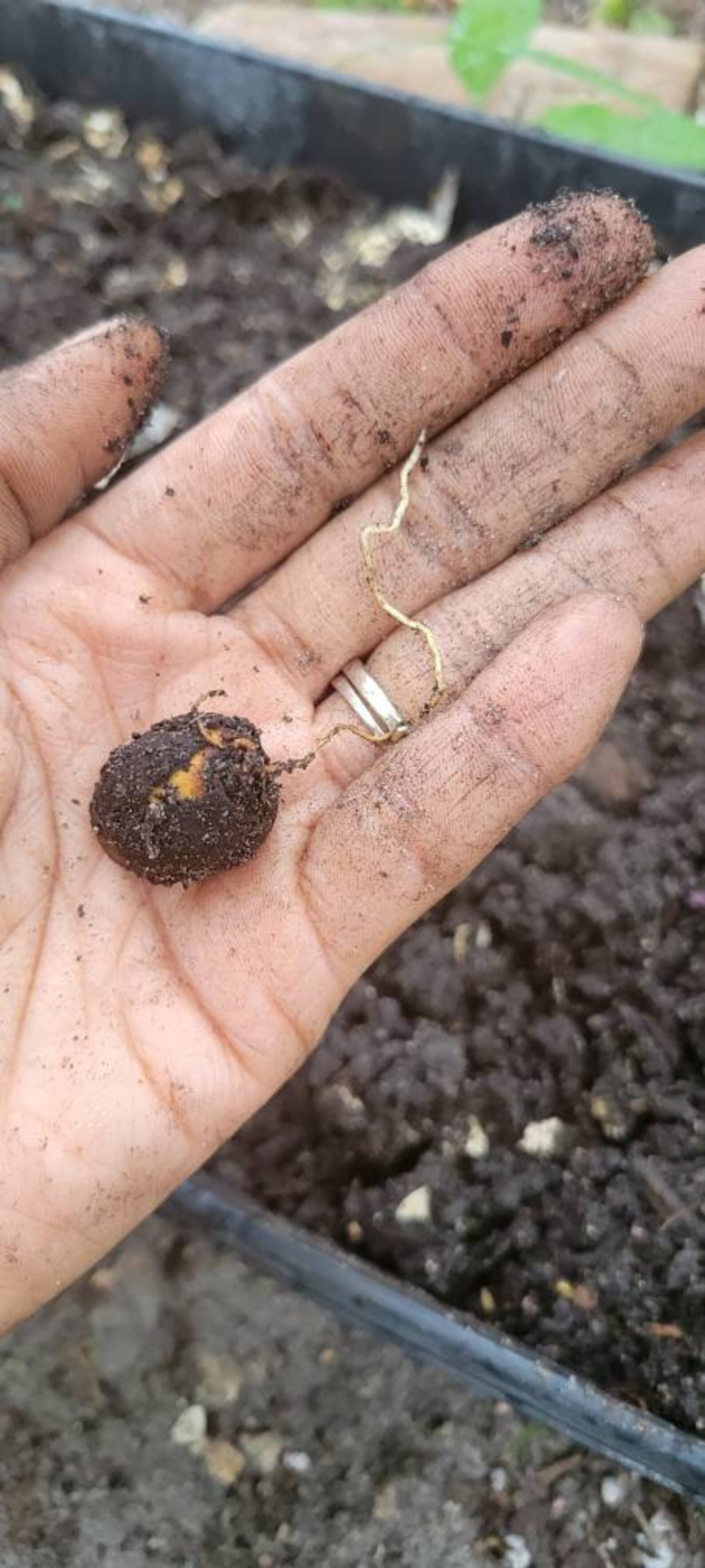 Organic Guinep Seed taste of the Island Fruit of Haiti Kinnip | Etsy