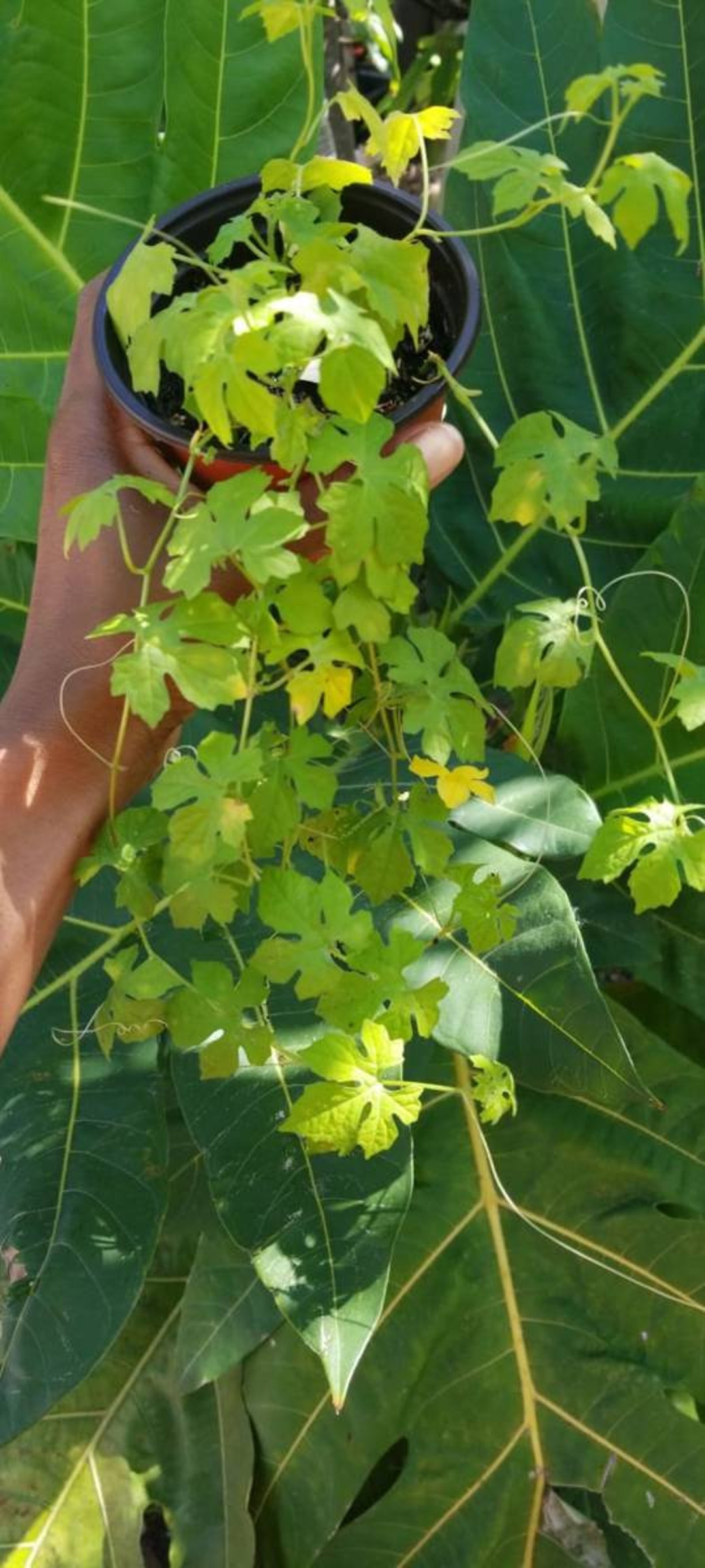 Cerasee, Cerasee Vine, Cerasee Tea, Herbal Tea, Herbal Vine, Fèy ...