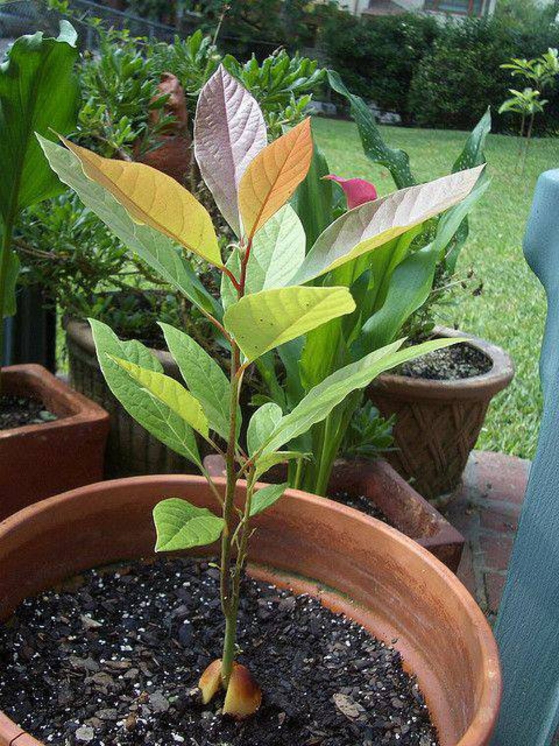 Organic Avocado Tree Avocado Plant Avocado Lovers Caribbean | Etsy