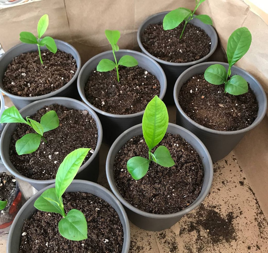 Organic Sour Orange Seedlings, Sour Orange Plant - Etsy