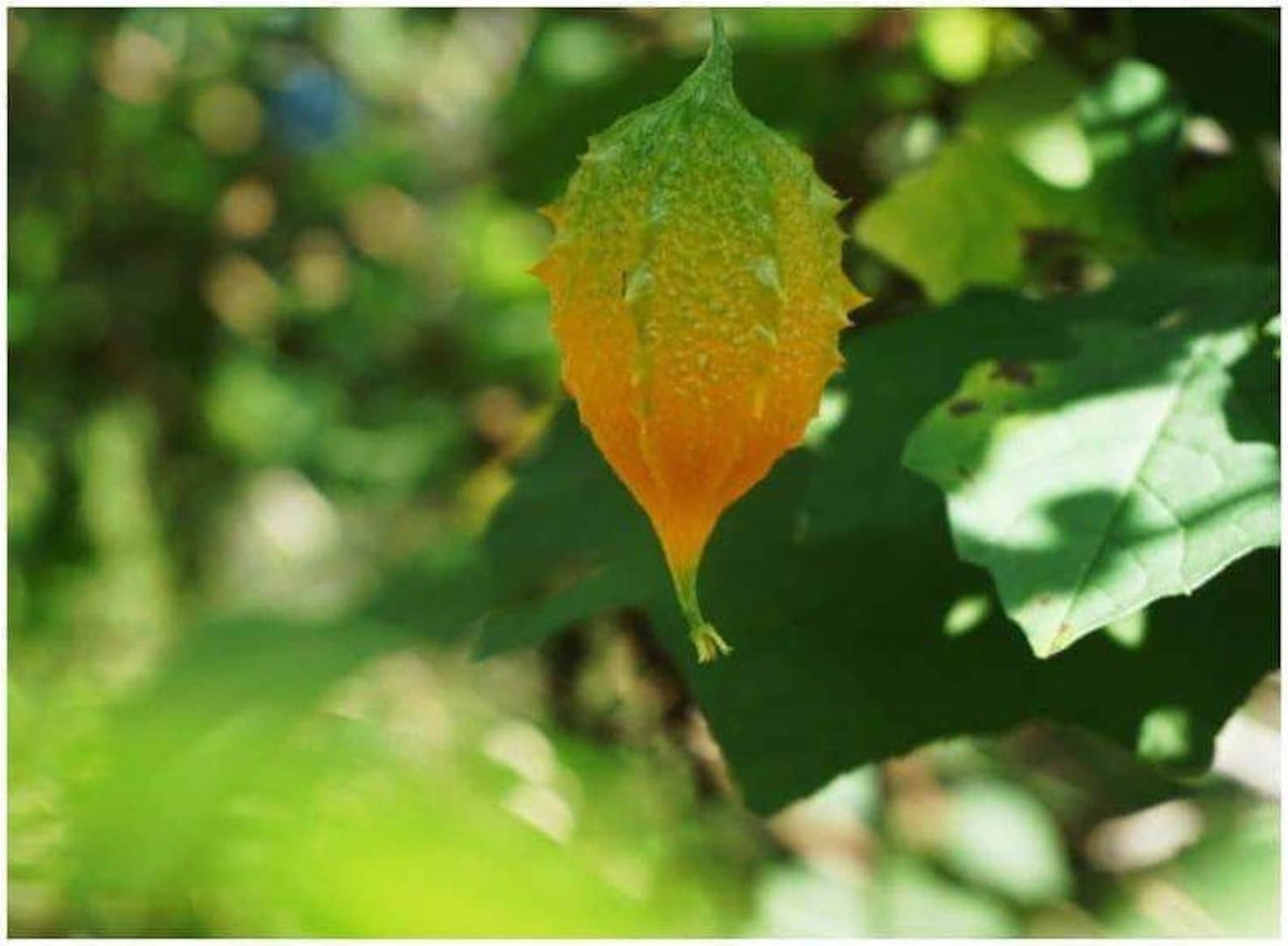 Cerasee Plant Cerasee Vine Cerasee Tea Herbal Tea Medicine - Etsy