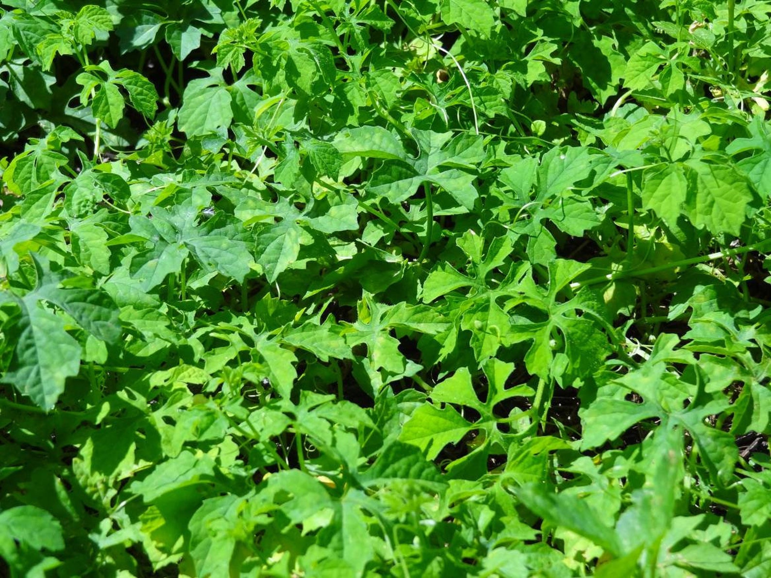 Cerasee Plant Cerasee Vine Cerasee Tea Herbal Tea Medicine - Etsy