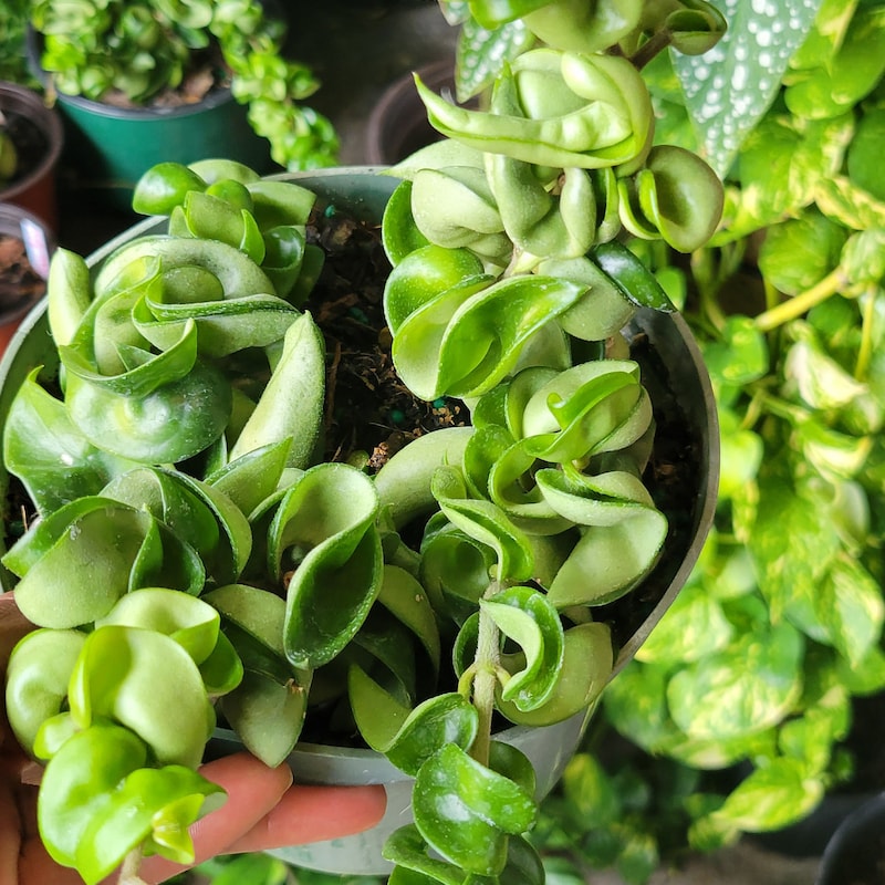 Hoya Rope Plant - Etsy