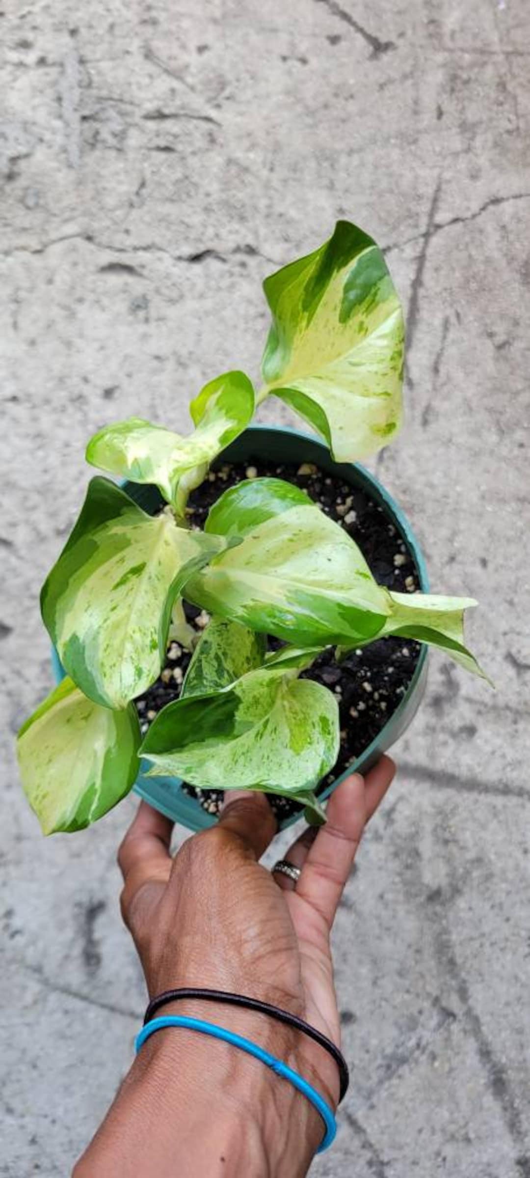 Manjula Pothos, Indoor Plant, Trailing Plant, Hanging Plant, Rare ...