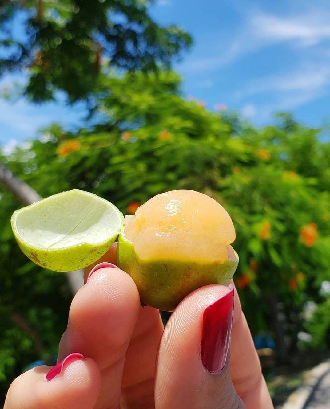 Organic Guinep Seedling Plant Kinnip Jamaica Spanish Lime - Etsy