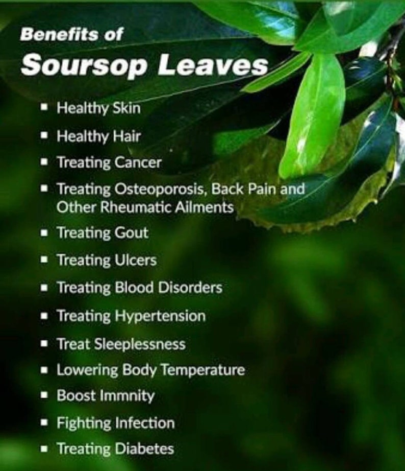 12 Fresh Soursop Seeds, Guanabana Plant - Etsy