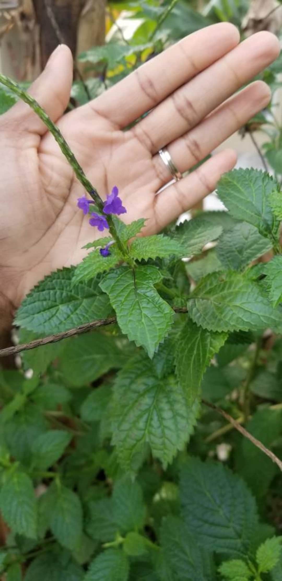 18 Blue Porterweed Seeds - Stachytarpheta Jamaicensis - Etsy