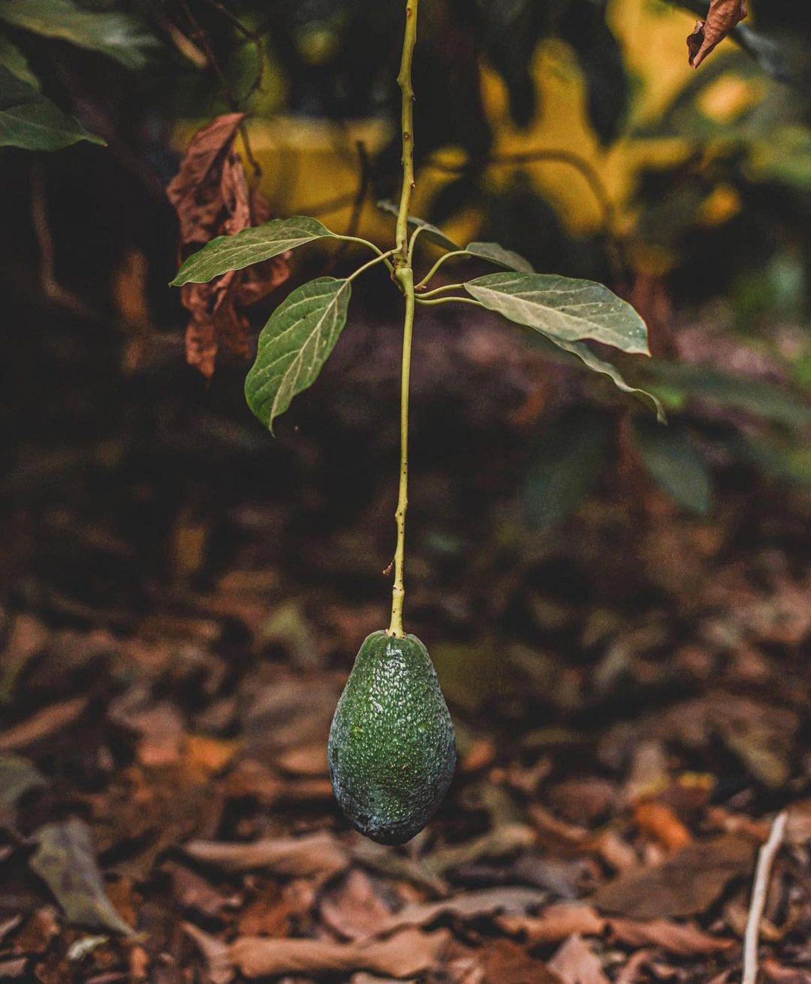 Organic Avocado Tree Avocado Plant Avocado Lovers Caribbean | Etsy
