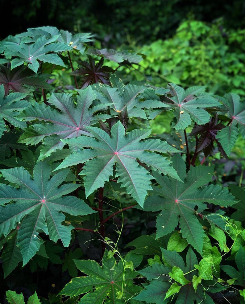 Organic Castor Leaves, Ricinus Plant, Large Leaf (8-15 inch) - Etsy ...