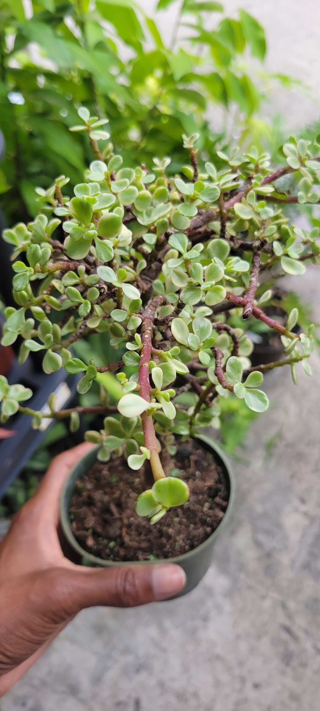 Variegated Bonsai Elegant Bush Tree Putulacaria Afra Dwarf Jade - Etsy