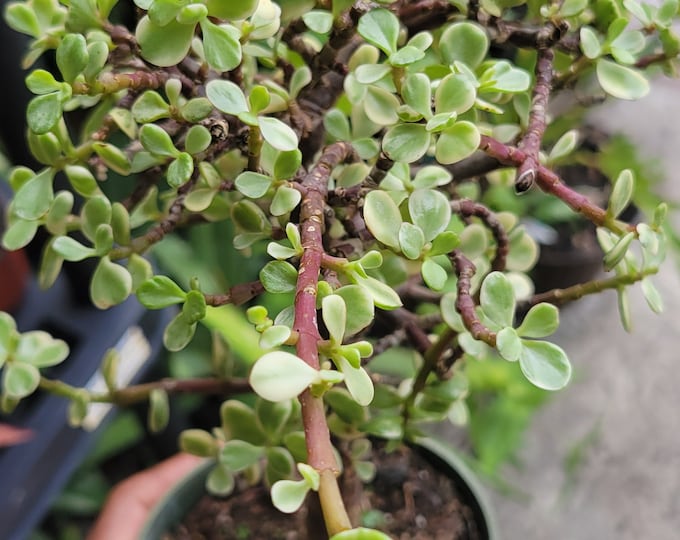 Variegated Bonsai Elegant Bush Tree Putulacaria Afra Dwarf Jade - Etsy