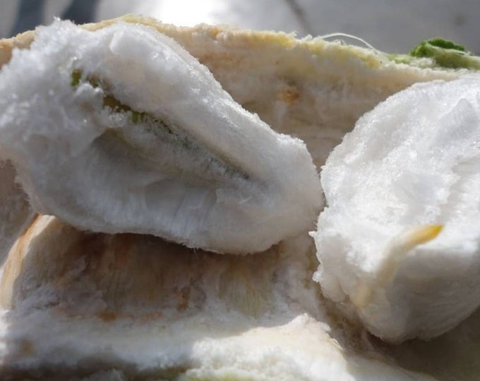 Ice Cream Bean Plant, Ice Cream Bean, Fruit Tree - Etsy