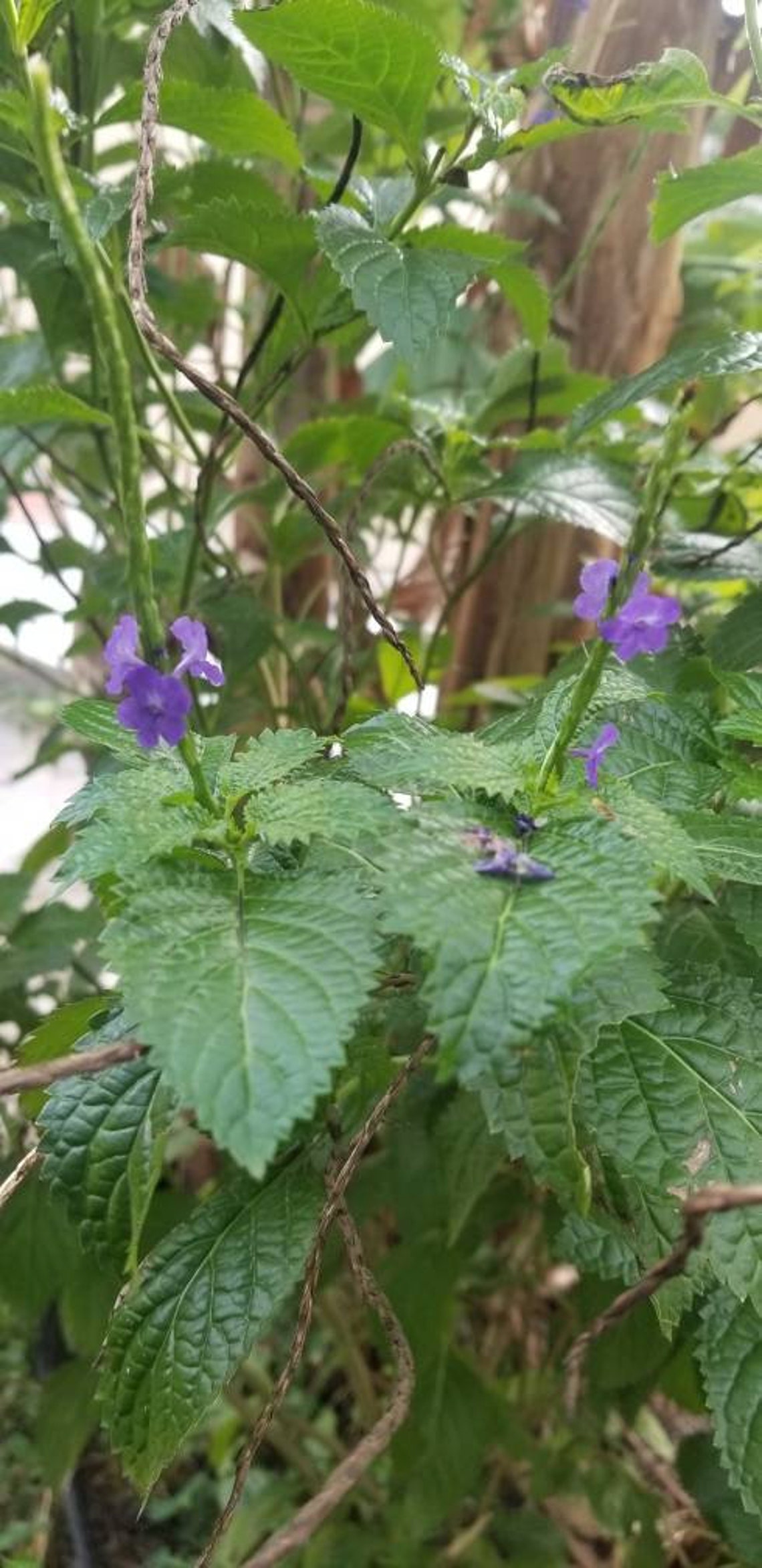 25 Seed Blue Porterweed Porterweed Seed Stachytarpheta - Etsy