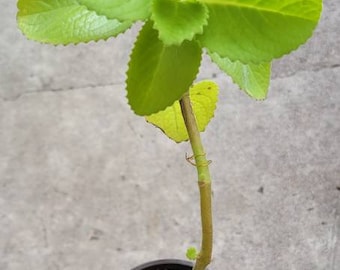 Asian Oregano Plant - Etsy