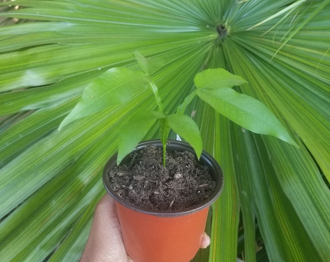 Spanish Lime Genip Guinep Ginepa Limoncillo Mamoncillo Fruit Seedling ...