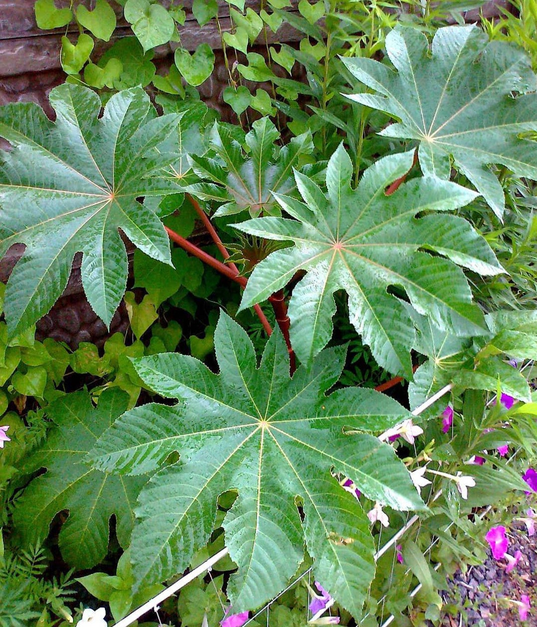 Organic Ricinus Leaves // Castor Oil // Castor Leaves, Maskiti - Etsy