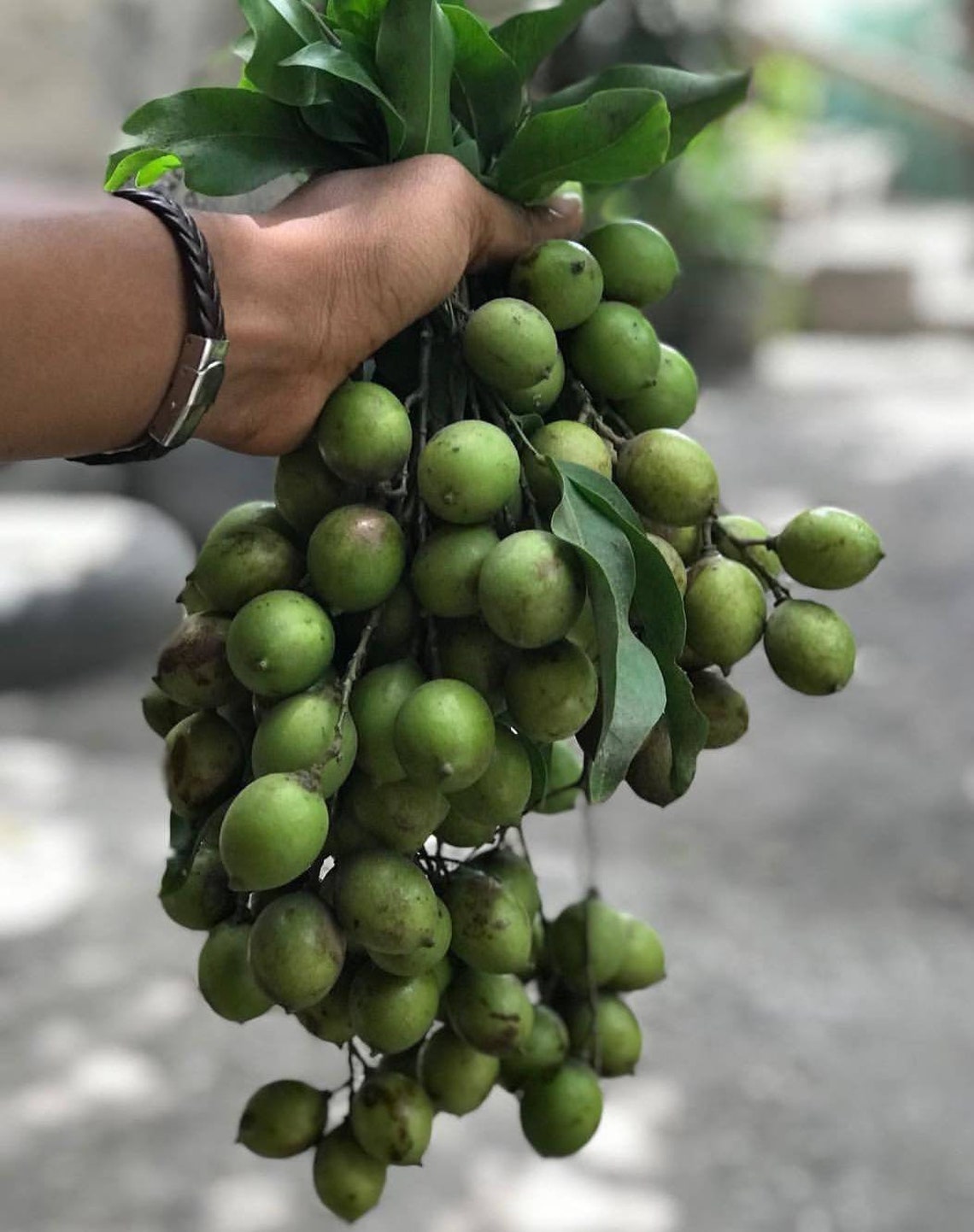Organic Guinep Seed Taste of the Island Fruit of Haiti Kinnip - Etsy