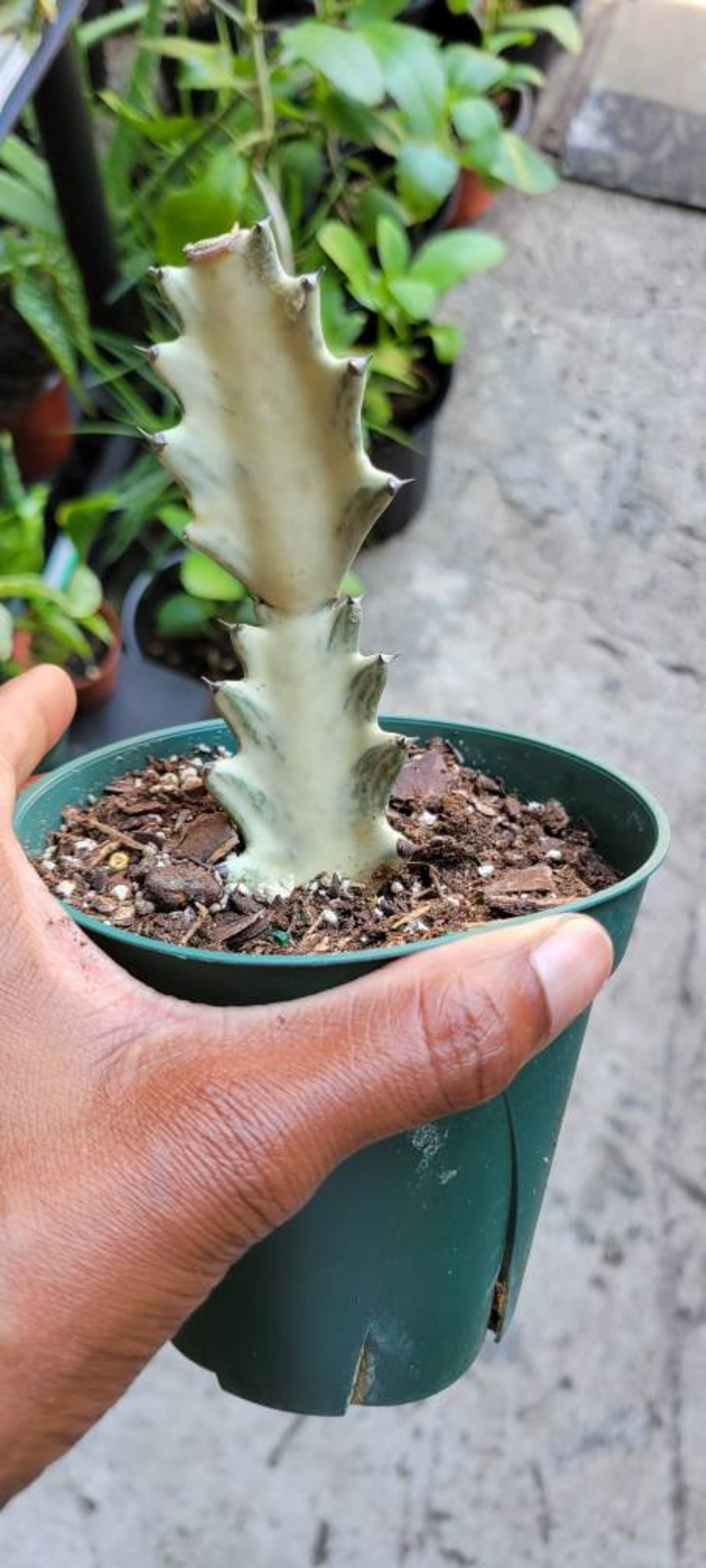 Variegata Ghost Catus, Rare Catus, Rooted Catus, House Plant - Etsy