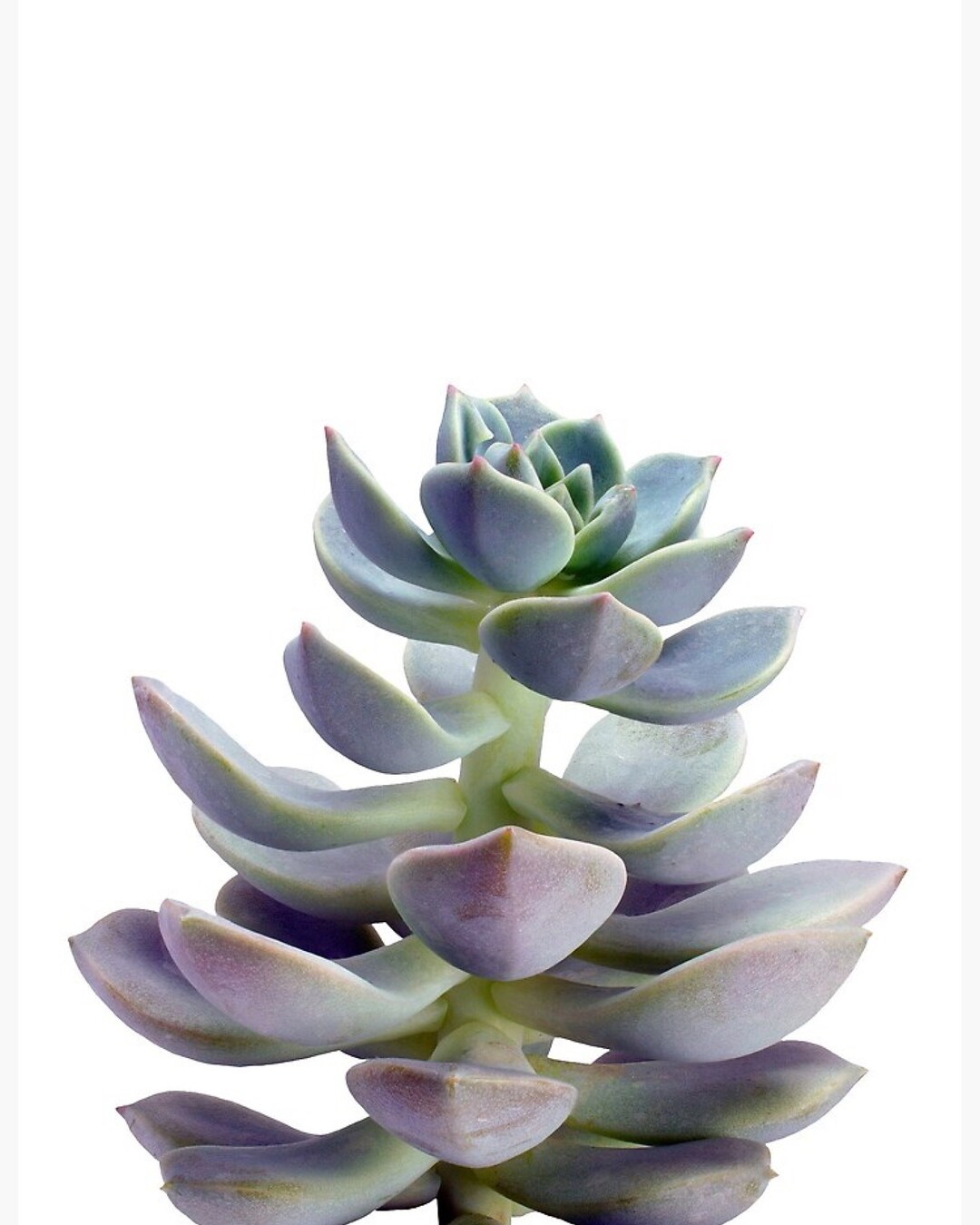 Digital Print Succulent, Boho Plant Print, Print, Homedecor, Art ...