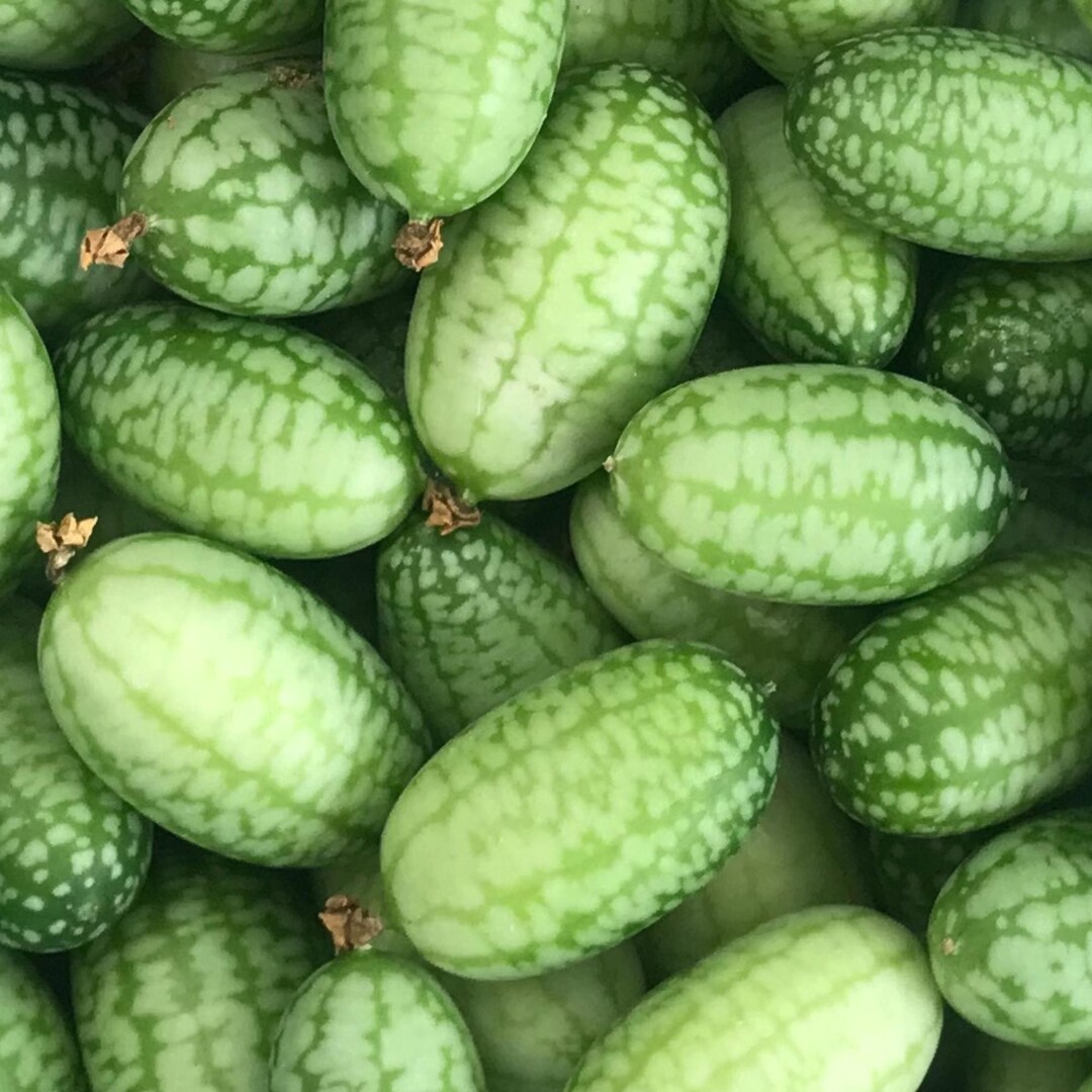 Cucamelon (mexican Sour Gherkin) Seeds – 60 Seeds for Indoor & Outdoor ...