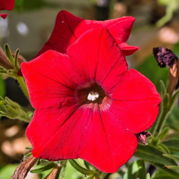 Wave Petunia Seeds - Etsy