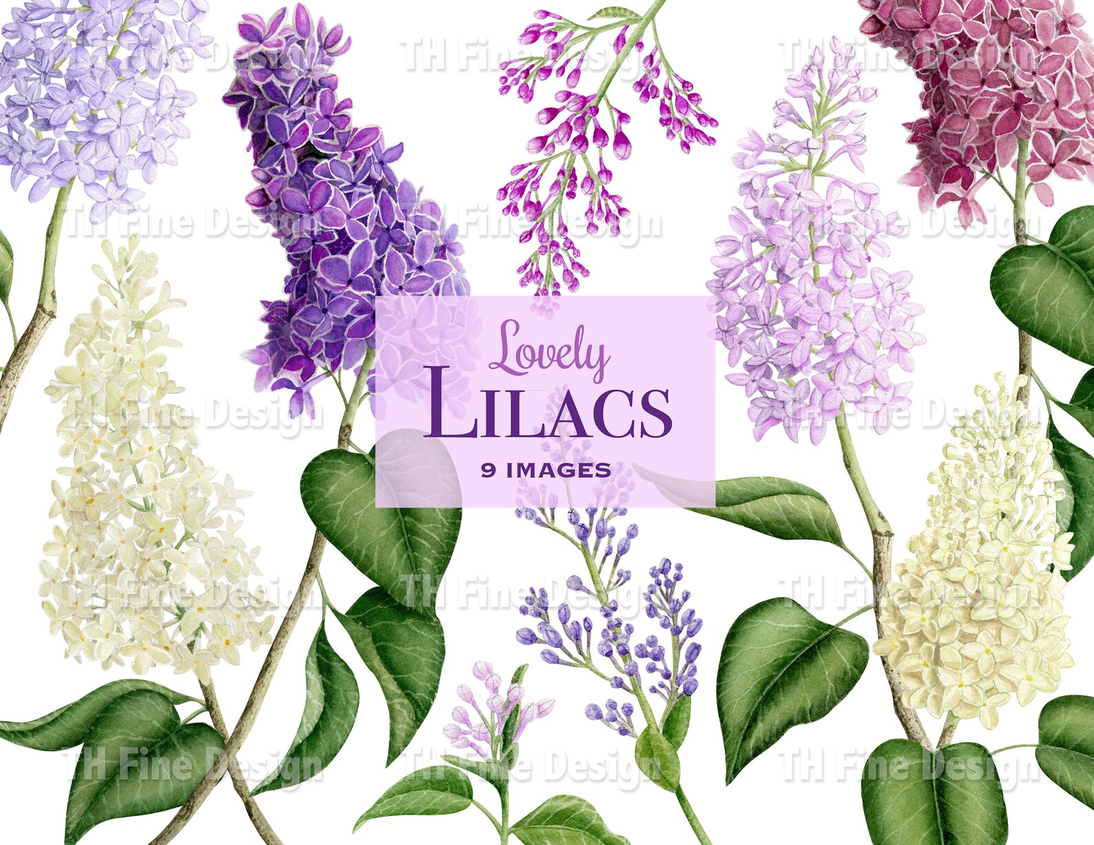 Lilac Clip Art Lilacs Clipart Flowers Purple Violet Spring - Etsy