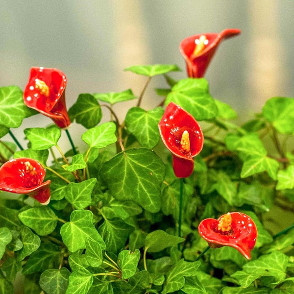Red Calla Lily - Etsy