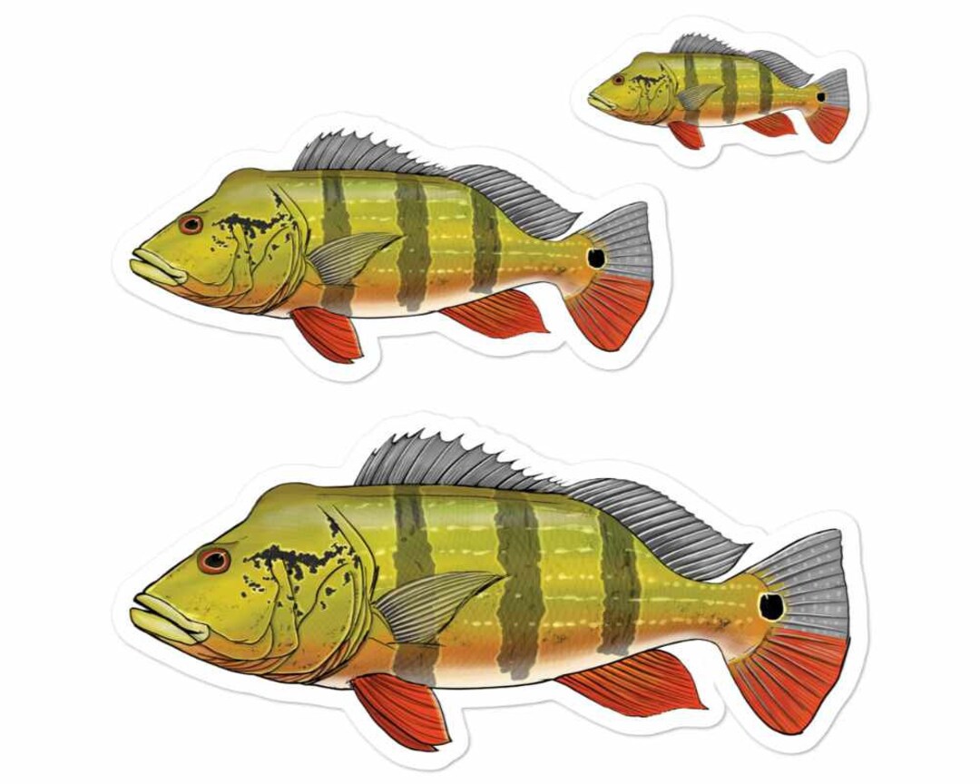 Peacock Bass Stickers (3 Pieces), Waterproof Fish Decal, Tucunare ...