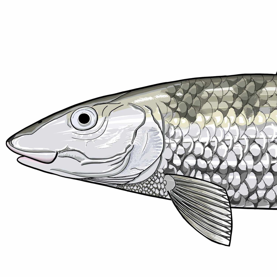 Bonefish Decals Fish Sticker Vinyl Waterproof 2-piece Pack - Etsy