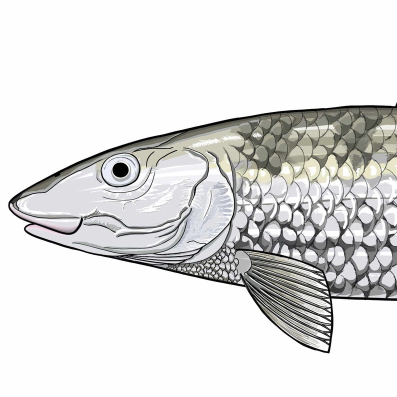 Bonefish Decals Fish Sticker Vinyl Waterproof 2-piece Pack - Etsy