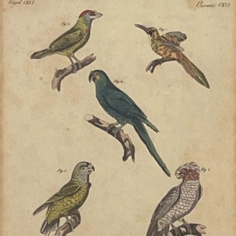 Bird Engraving - Etsy