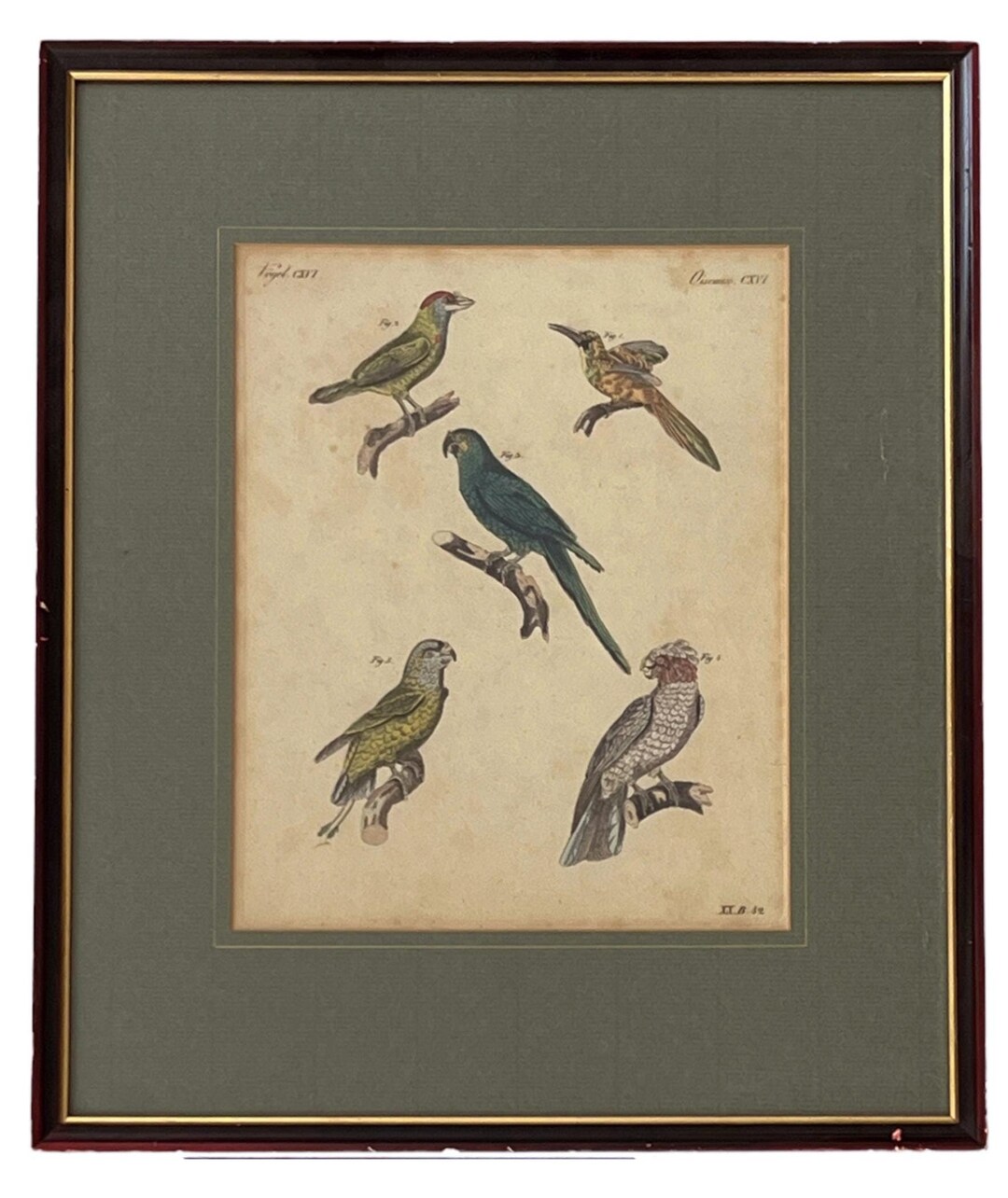 Rare Antique Hand-coloured Engraving (1824) - “strange Climbing Birds ...
