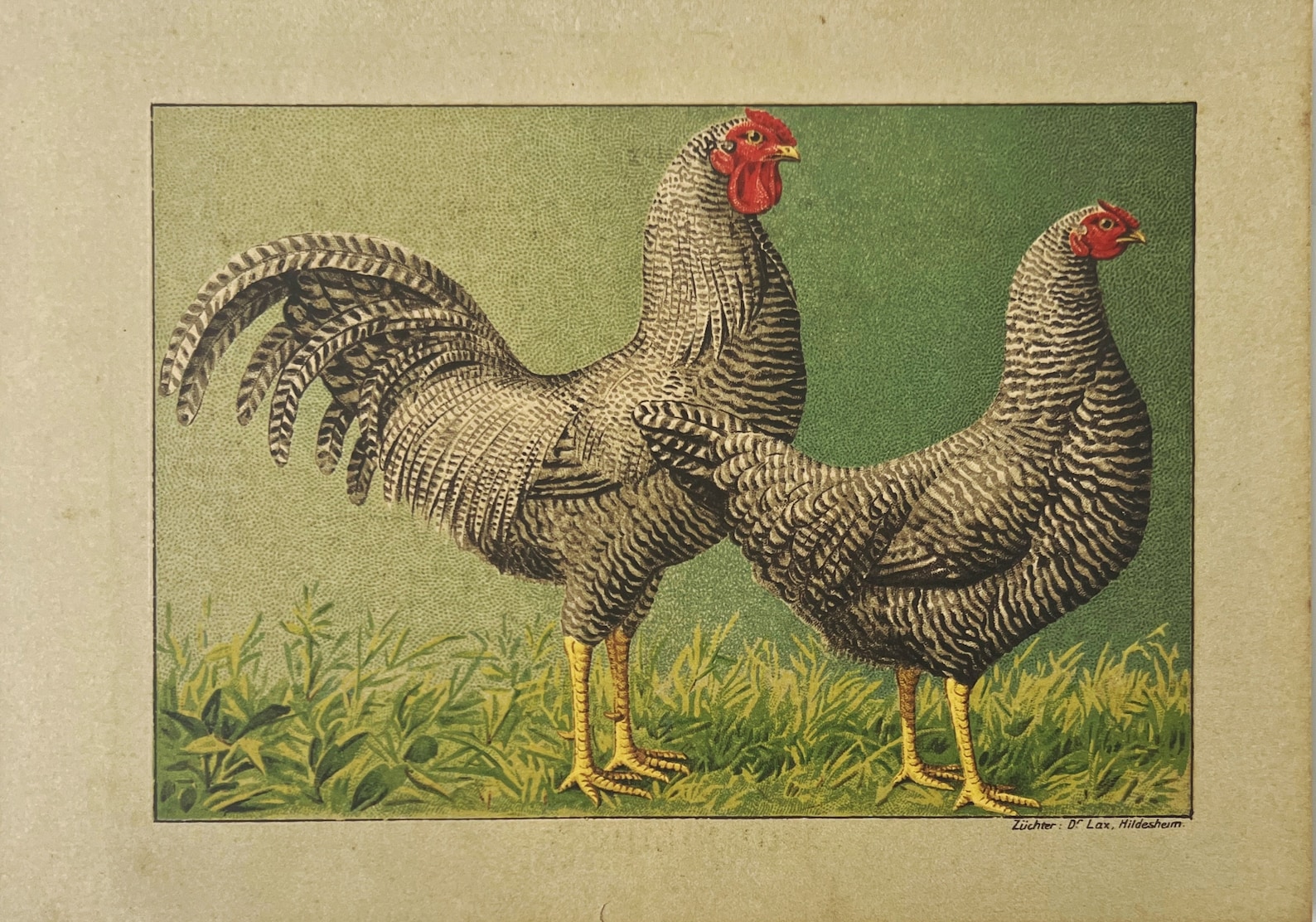 Antique 1897 Chromolithograph of Dominique Chicken – Kramer’s “pocket ...