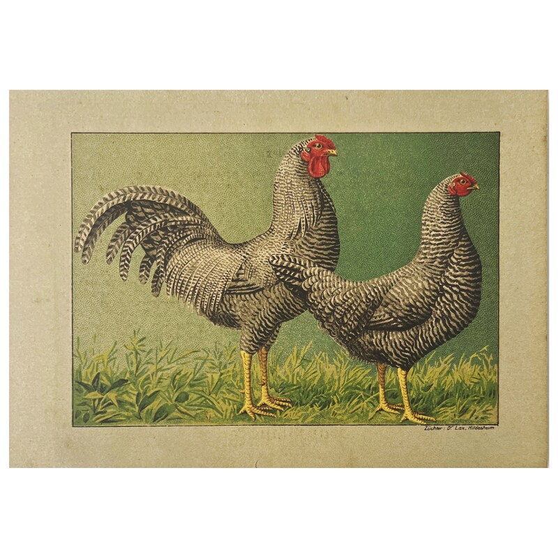 Antique Chickens - Etsy