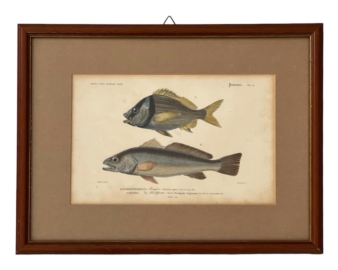 Antique 1849 Hand-colored Fish Engraving by Dumenil, Framed Natural ...