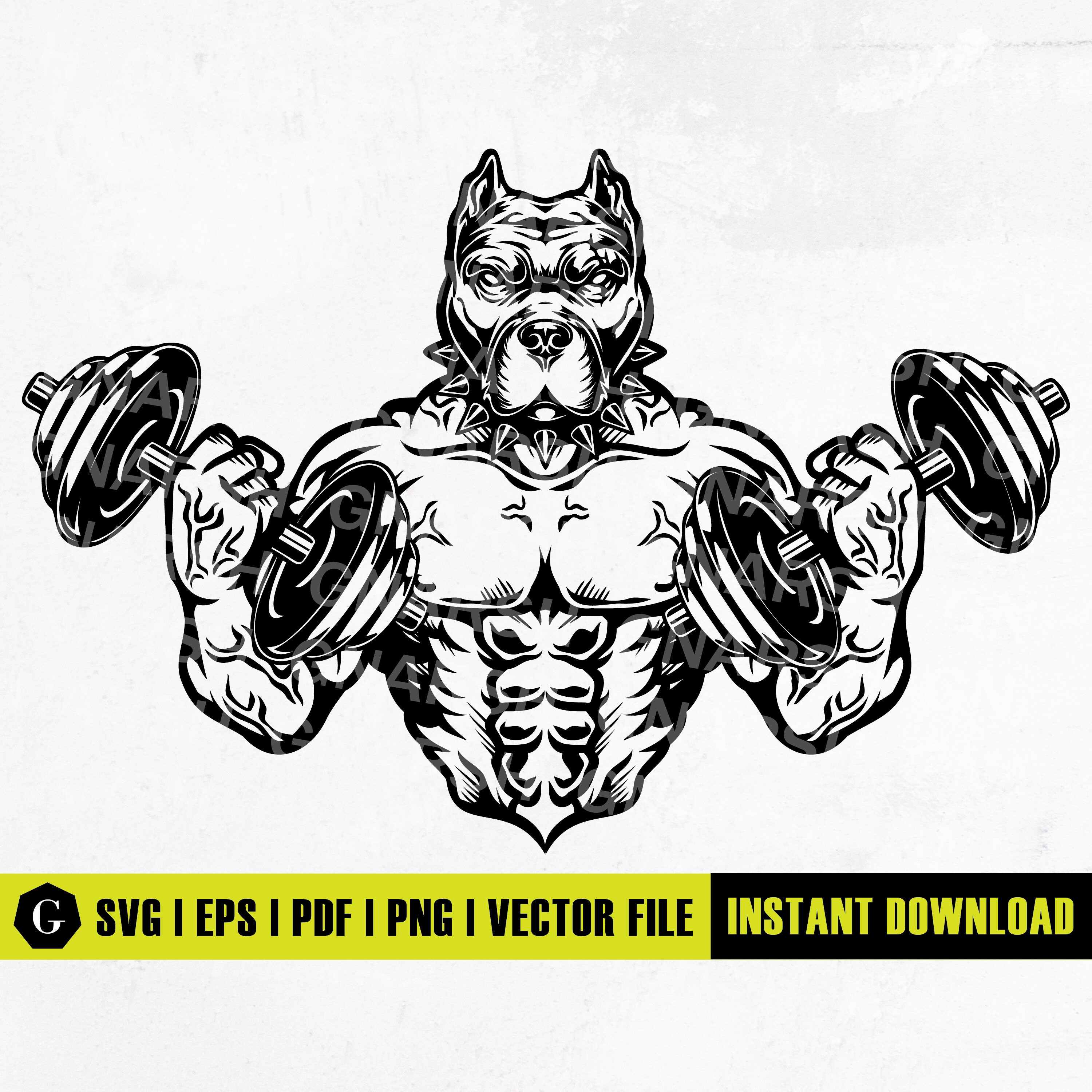 Pitbull Dog Muscle Building
