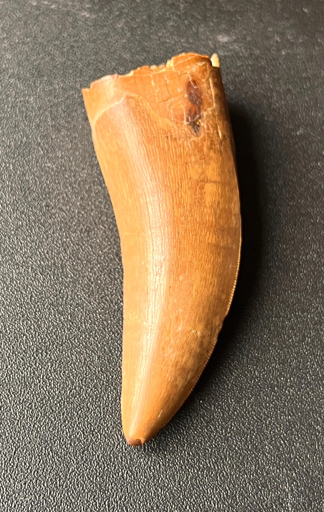 Tyrannosaurus Tooth - Etsy