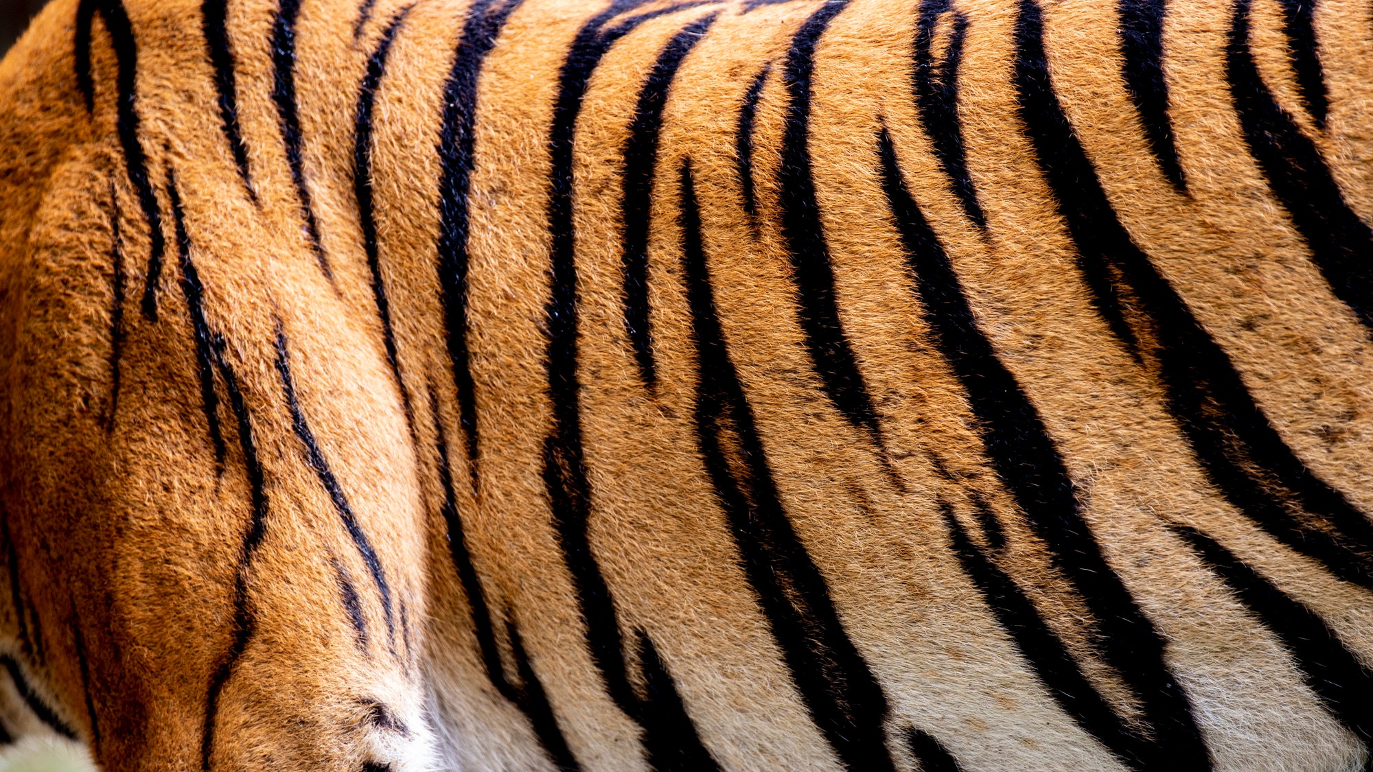 BEST ECHTE EXOTISCHE Tijgerprint Tiger Digital Print Tiger | Etsy