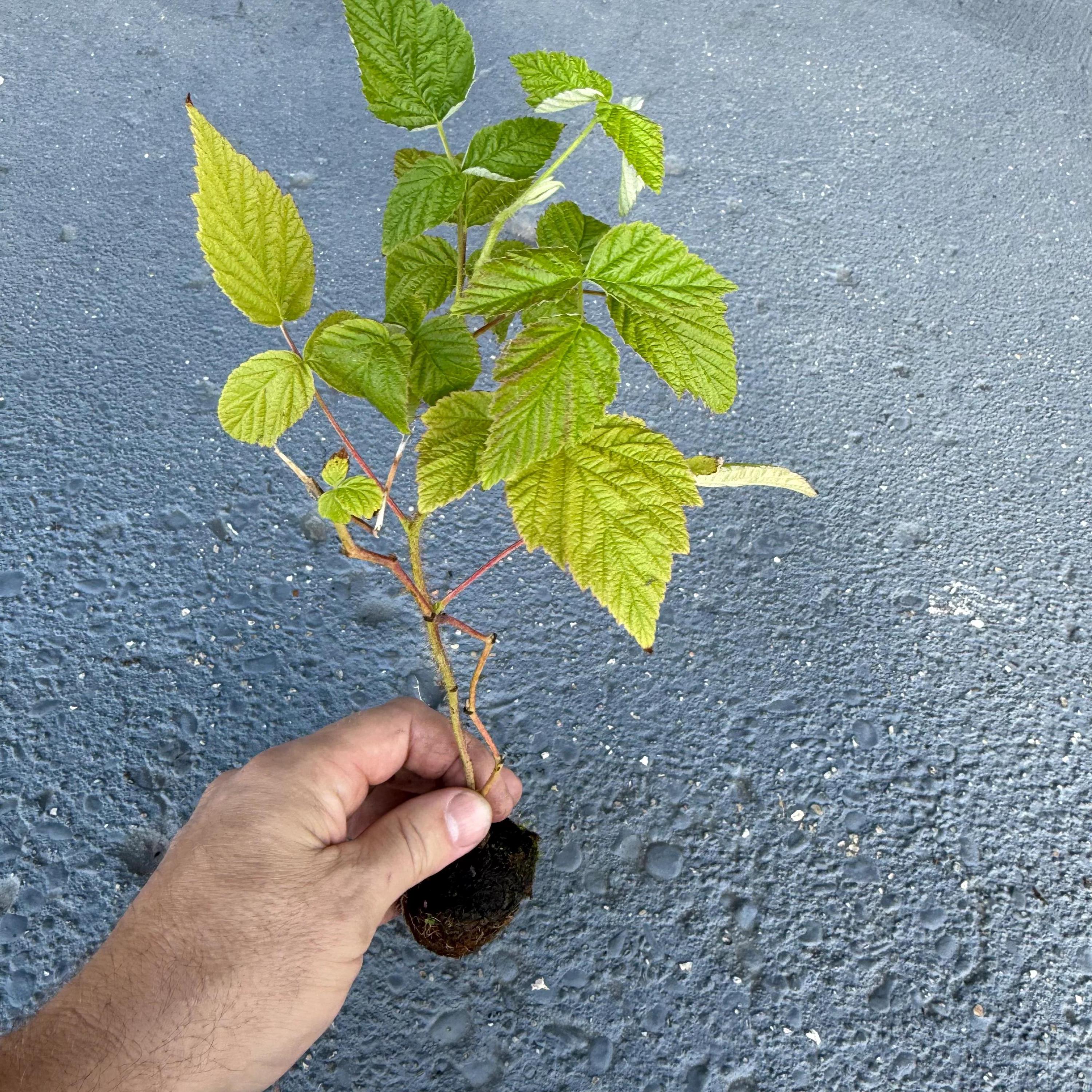 Patented Thornless Blackberry & Raspberry Plants in 5 " Pot FREE ...