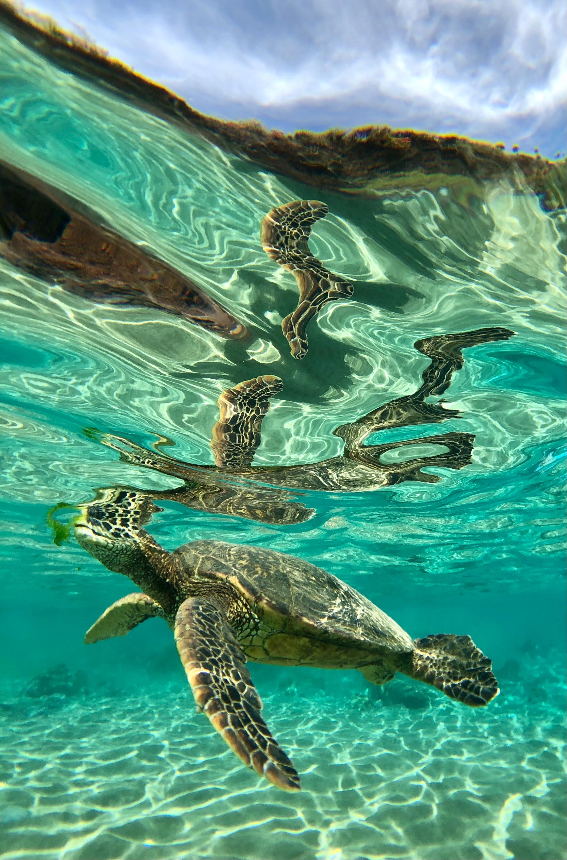 Hawaiian Honu Turtle Heading to Sea 16x20 - Etsy