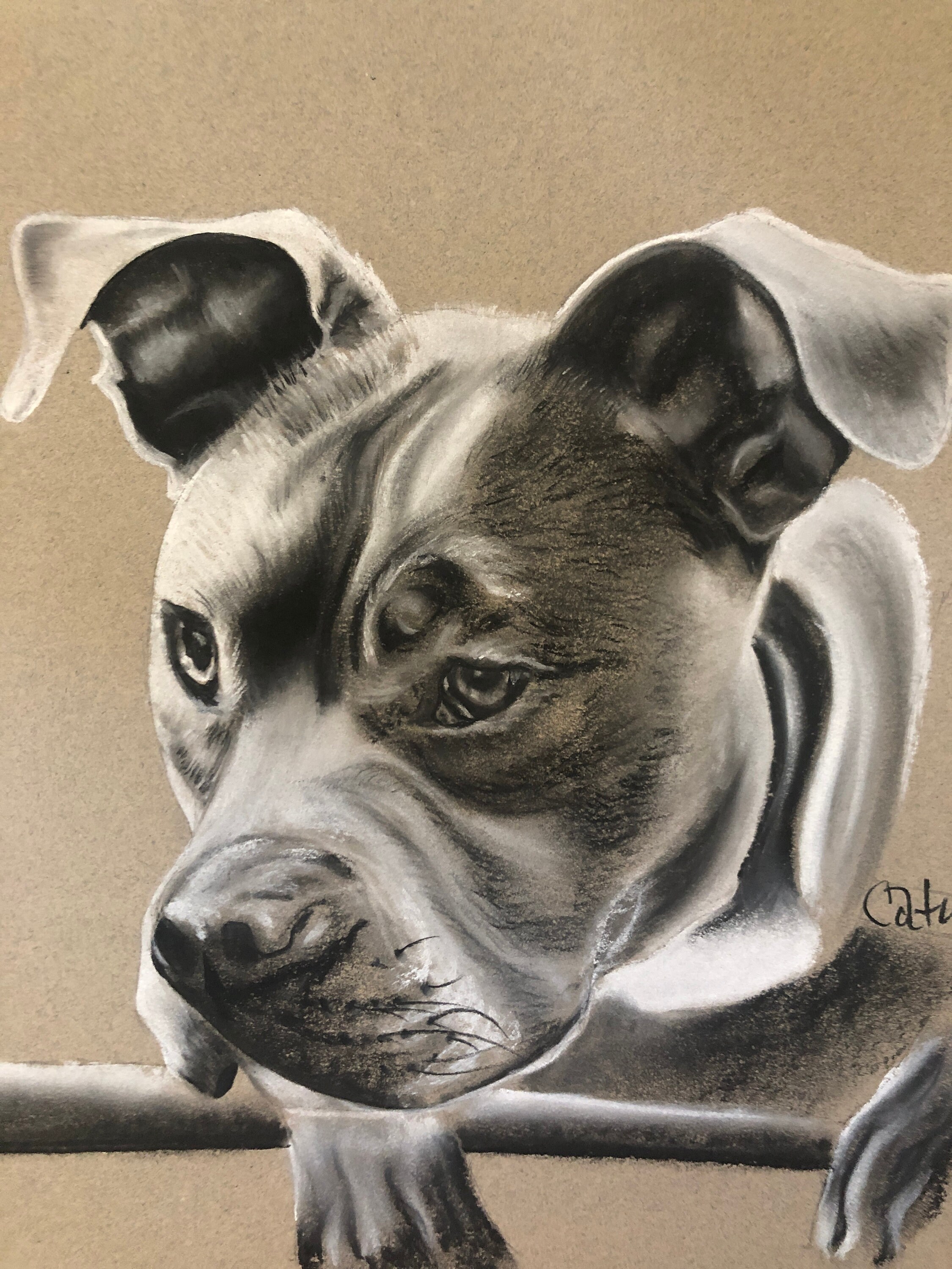 American Pitbull Drawings In Pencil
