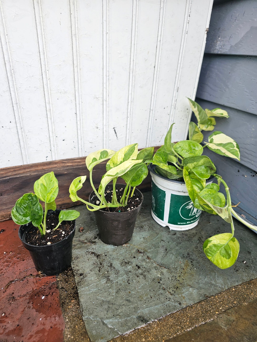 Lemon Meringue Pothos, Lizard Queen Pothos - Etsy